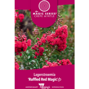 Crepe Myrtle Ruffled Red Magic (PBR) - Garden Express