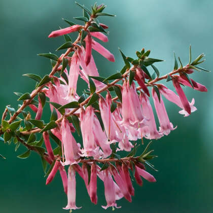 Epacris Nectar Pink - Garden Express