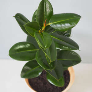 Ficus Melanie - Garden Express