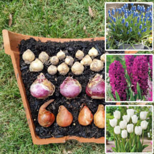 Spring Bulb Collections - Garden Express - Online Nursery