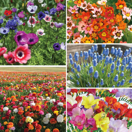 Spring Bulb Collections - Garden Express - Online Nursery