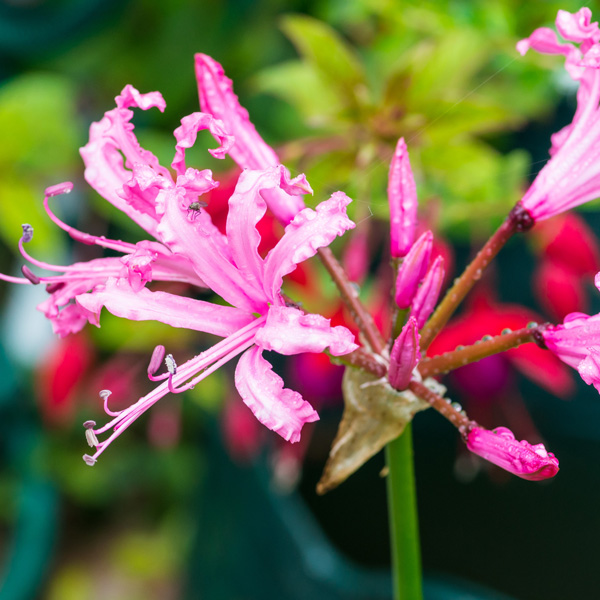 Nerine Mixed - Garden Express