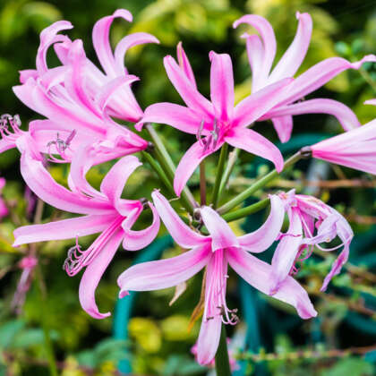 Nerine Pink - Garden Express