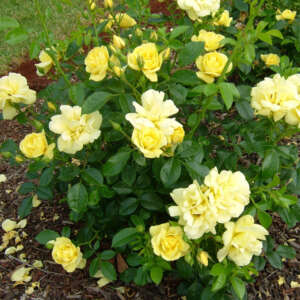 Ground Cover Roses - Garden Express - Online Nursery