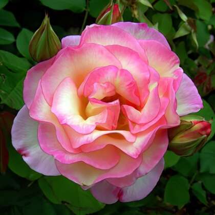 Rose Angela Rose Taylor - Garden Express