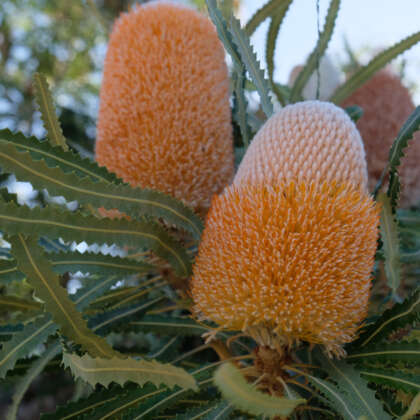 Banksia Growing Guide - Garden Express