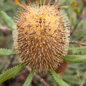Banksia Growing Guide - Garden Express