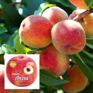 Trees - Stone Fruit - Garden Express - Australia's Largest Online Nursery