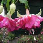 Fuchsia Snow Fire - Garden Express