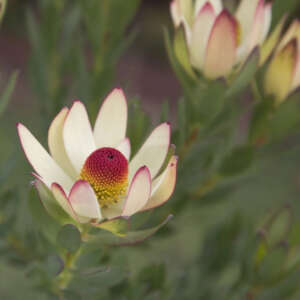 Proteaceae - Garden Express - Australia's Largest Online Nursery