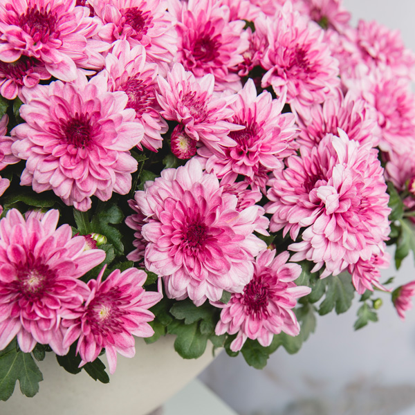 Garden Mum Chrysanthemum Collection - Garden Express