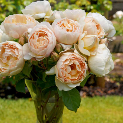 David Austin Roses - Garden Express - Australia's Largest Online Nursery