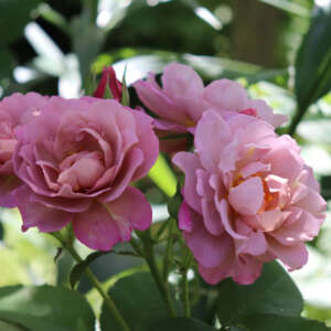 Floribunda Roses - Garden Express - Australia's Largest Online Nursery