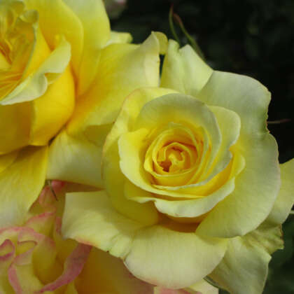 Hybrid Tea Roses - Garden Express - Australia's Largest Online Nursery
