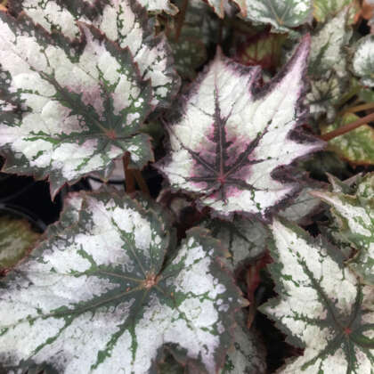 Begonia Bewitched Night Owl - Garden Express