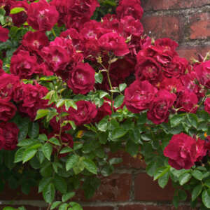 Climbing Rose Black Boy - Garden Express
