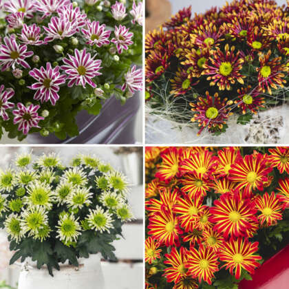 Pot Mum Chrysanthemum Novelty Collection - Garden Express