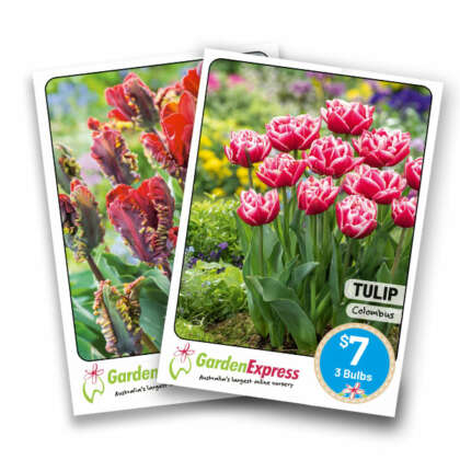 Flower Fest Last Chance 5 Selected Tulip Packs - Garden Express