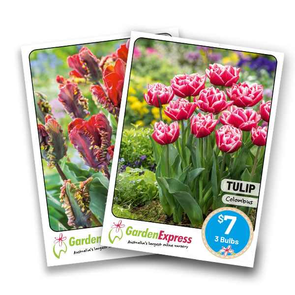 Flower Fest Last Chance 5 Selected Tulip Packs - Garden Express