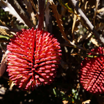 Banksia Growing Guide - Garden Express