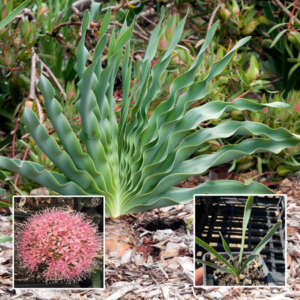 Boophone Disticha - Garden Express