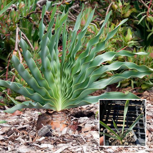 Boophone Disticha Growing Guide - Garden Express