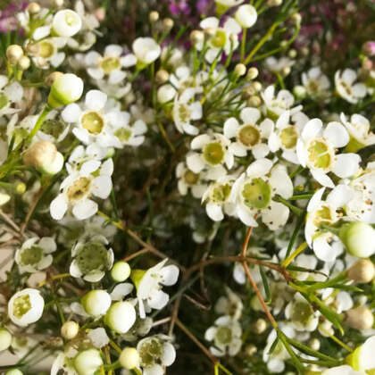 Chamelaucium Wax Flower - Garden Express - Onlline Nursery