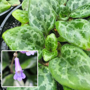 Indoor Plants - Garden Express