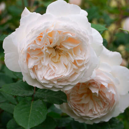 David Austin Roses - Garden Express - Australia's Largest Online Nursery