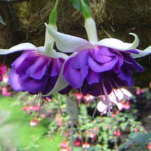 Fuchsia Deep Purple - Garden Express