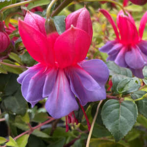 Flowering Shrubs - Garden Express - Australia's Largest Online Nursery
