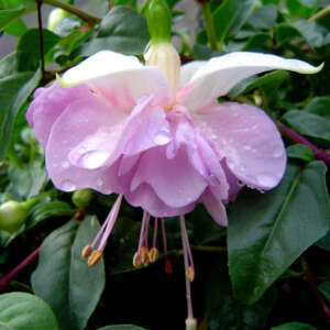 Fuchsia - Garden Express