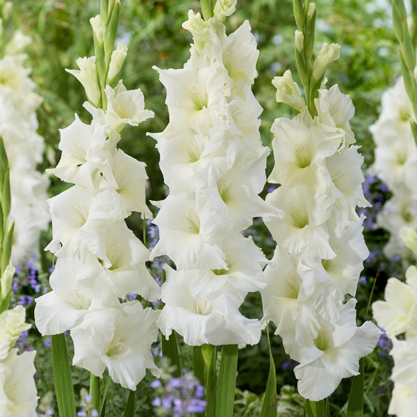 Gladioli Serena - Garden Express