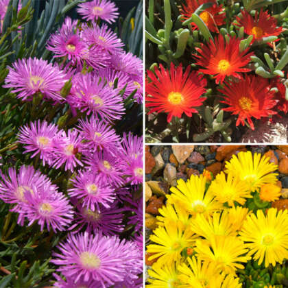 Pig Face Red - Garden Express