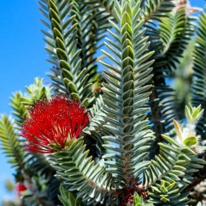 Regelia Velutina- Barrens Regelia - Garden Express