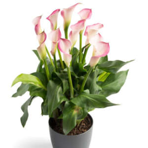 Calla Lily Dreamland - Garden Express