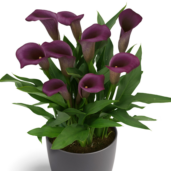 Australia's largest online and mail order garden supplier - Garden Express