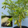 Growing Guide for Finger Limes - Garden Express