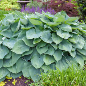 Hostas - Garden Express - Australia's Largest Online Nursery