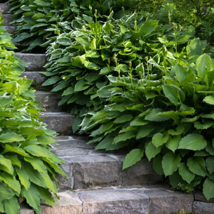 Hostas - Garden Express - Australia's Largest Online Nursery