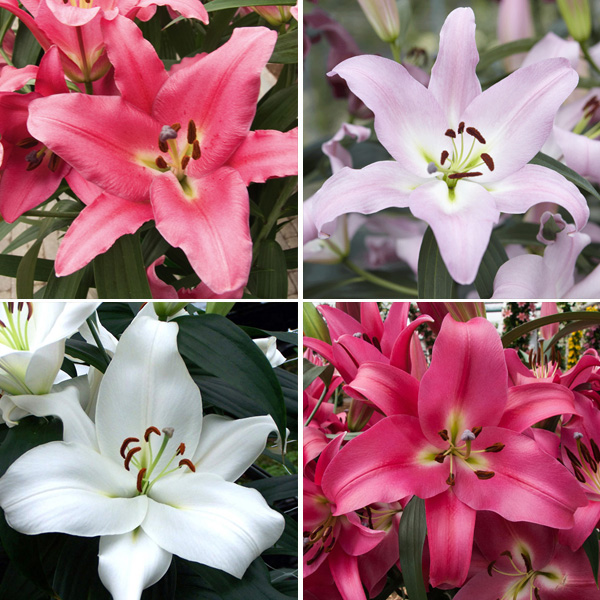 Lilium Oriental Trumpet Collection 2 - Garden Express