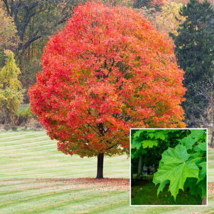 Sugar Maple - Garden Express