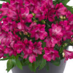 Alstroemeria (Peruvian Lilies) - Garden Express - Online Nursery