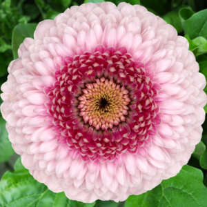 Perennials - Garden Express - Australia's Largest Online Nursery