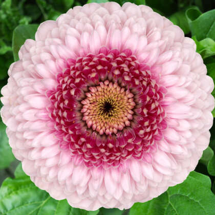 Gerbera Camilla - Garden Express