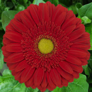 Gerberas (Transvaal daisy) - Garden Express - Online Nursery