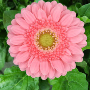Perennials - Garden Express - Australia's Largest Online Nursery