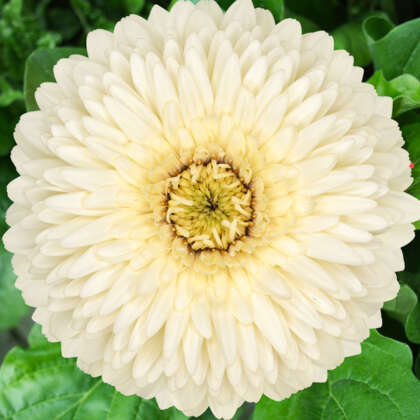 Gerbera Sam - Garden Express