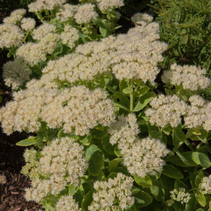 Sedum Stardust - Garden Express