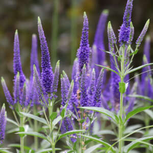 Veronica Blue Bouquet - Garden Express